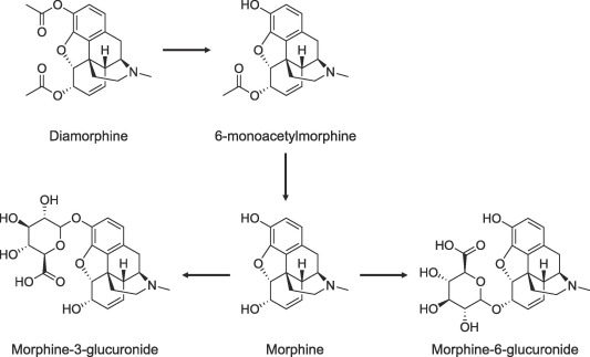 6-MAM [BSA] (DAGA-034) - Creative Diagnostics